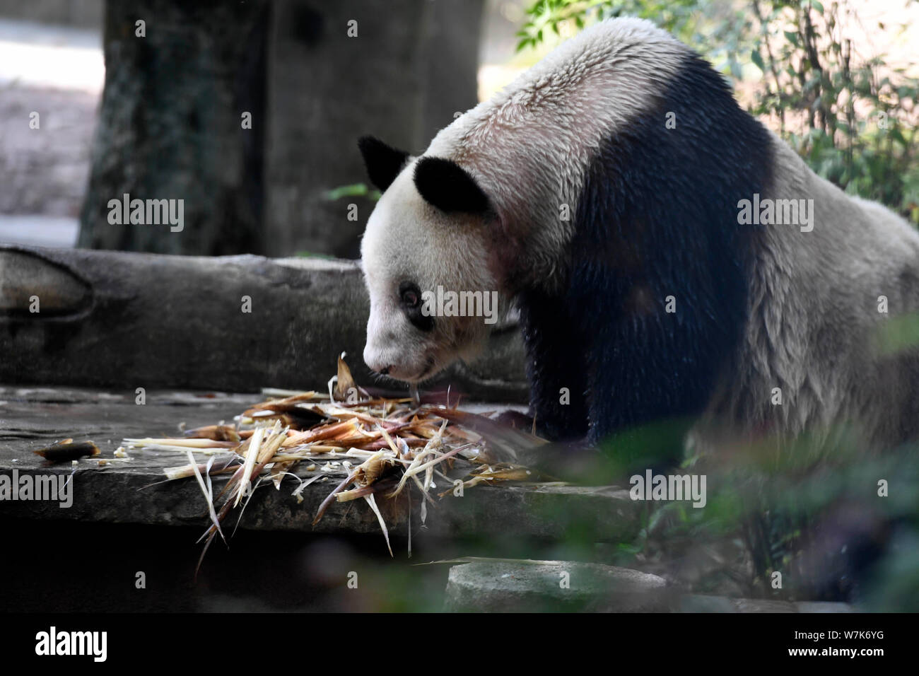 Female giant panda Xinxing eats bamboo shoots at Chongqing Zoo ahead of ...
