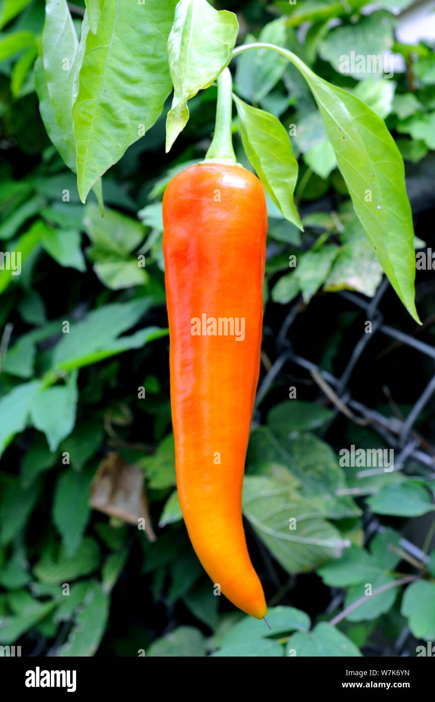 pepper tree in garden Stock Photo - Alamy