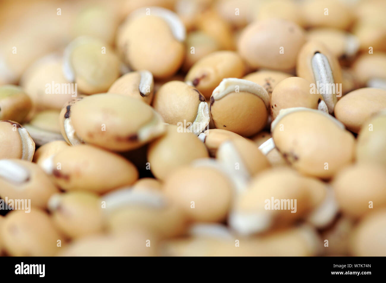 closeup of lablab bean for background uses Stock Photo - Alamy