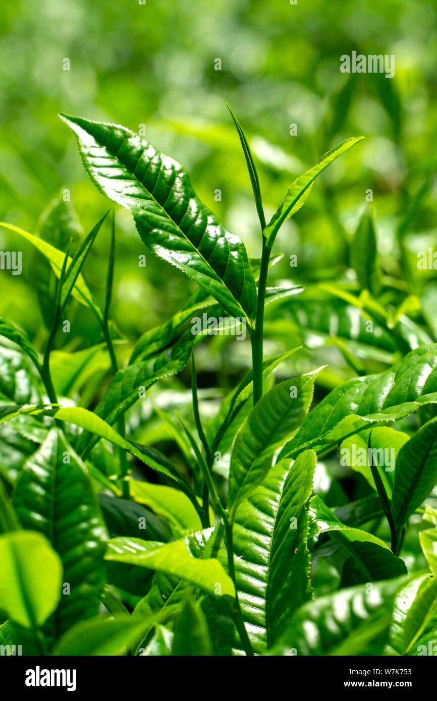 Close up green tea bud and leaves blur background tea plantations in ...
