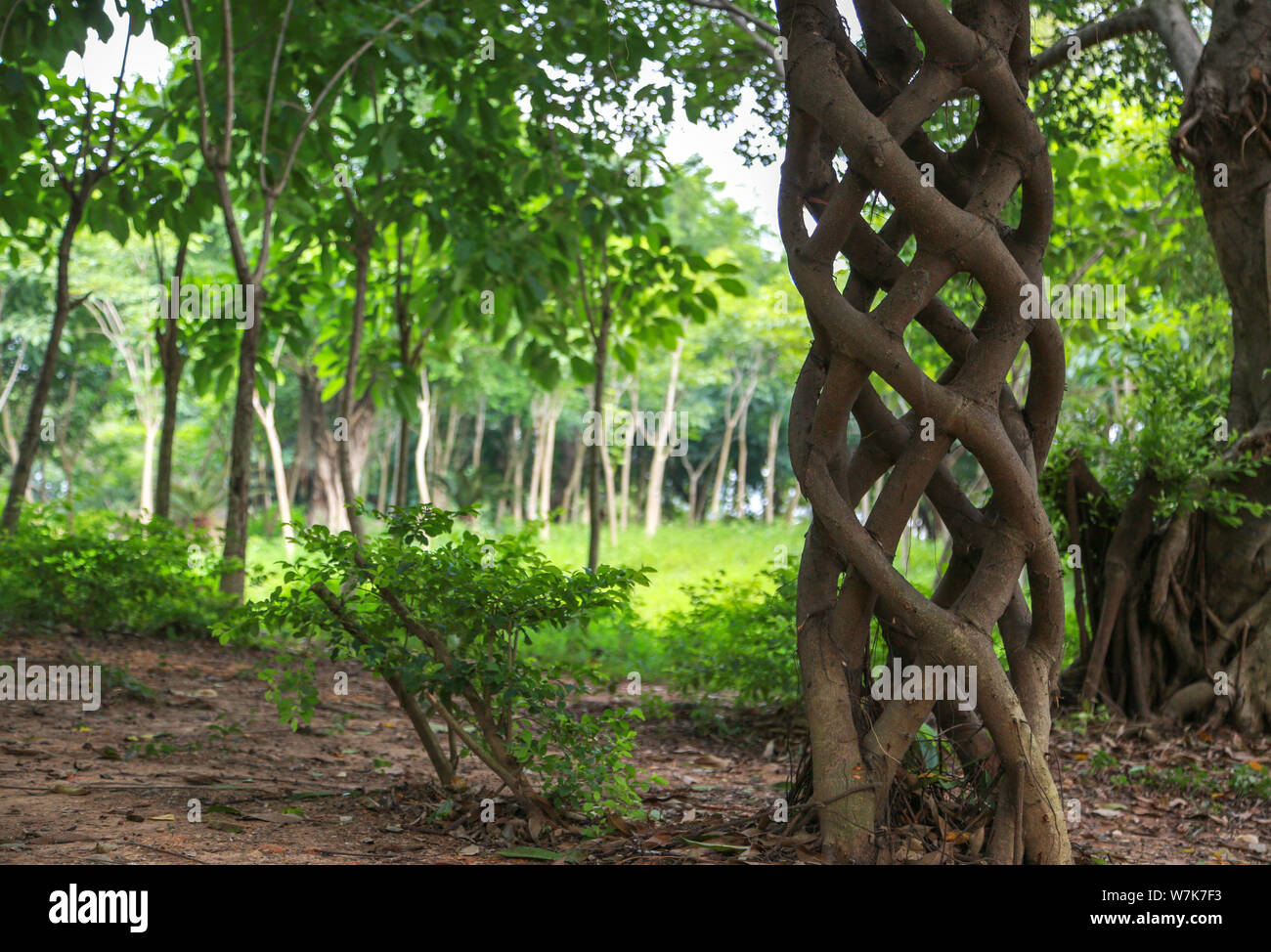 The trees featuring the shape of Chinese Fried Dough Twist or "Mahua ...