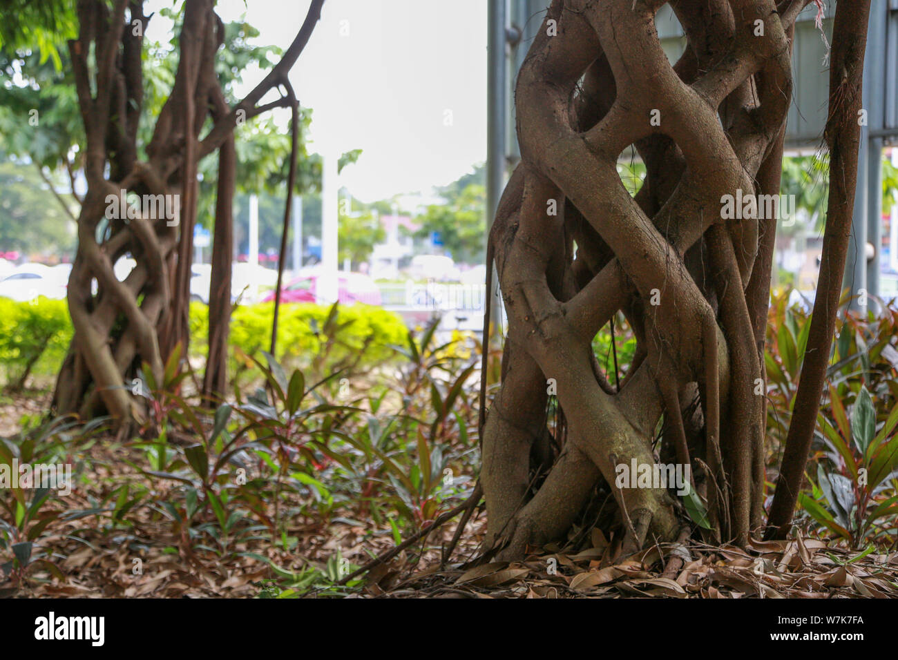 Mahua trees hi-res stock photography and images - Alamy