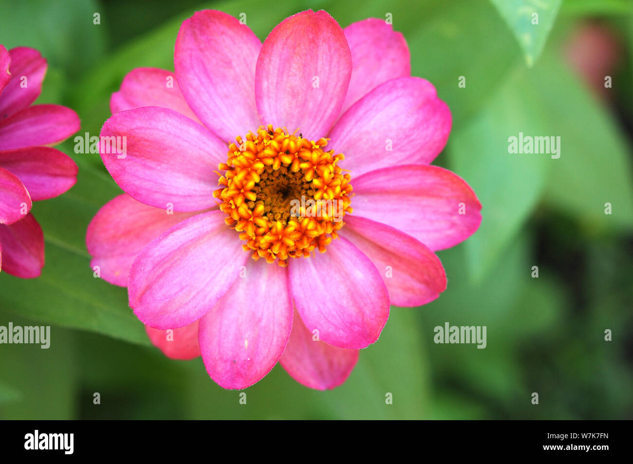 zinnia aster flower in summer time Stock Photo - Alamy