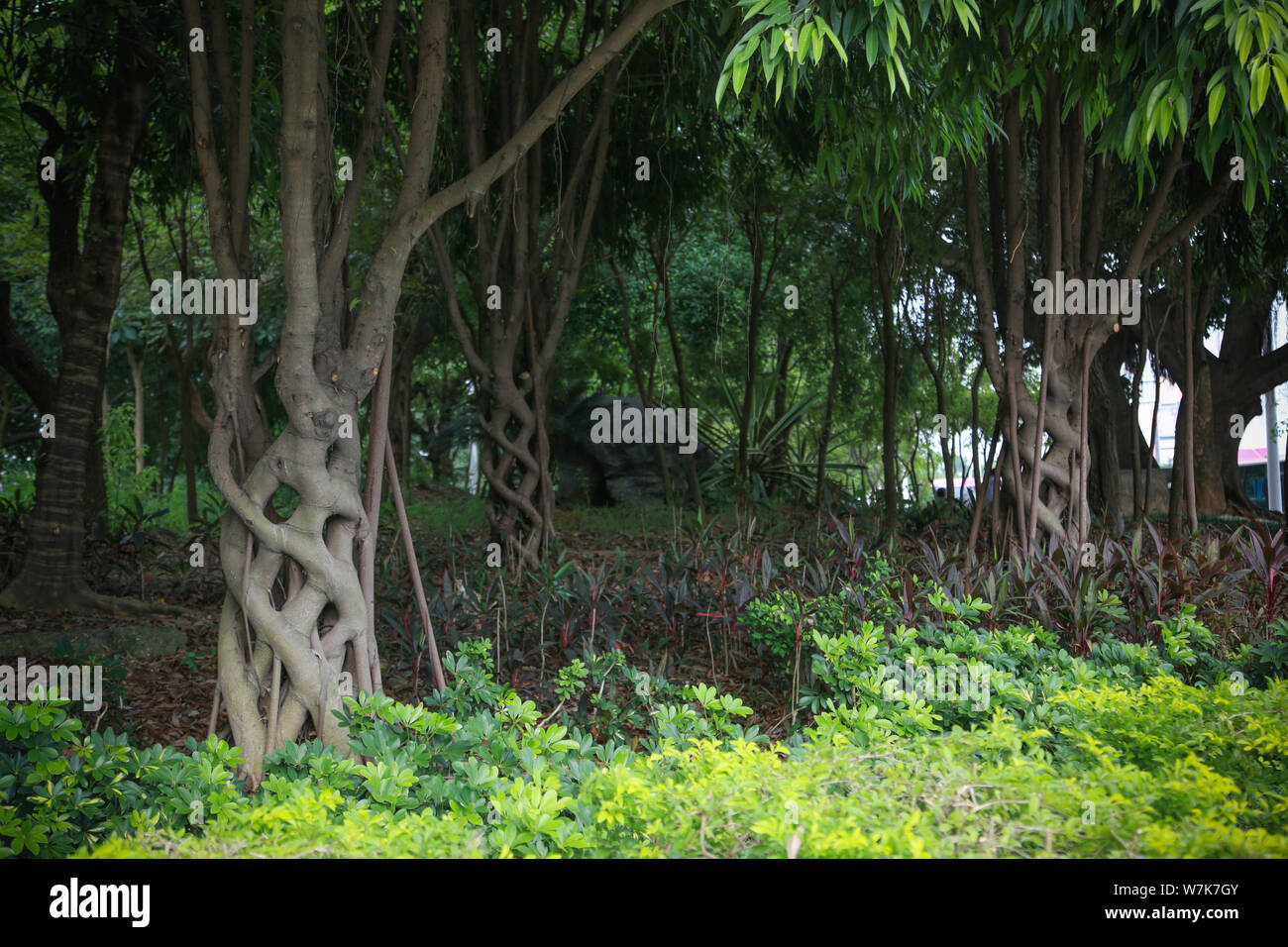 Mahua trees hi-res stock photography and images - Alamy