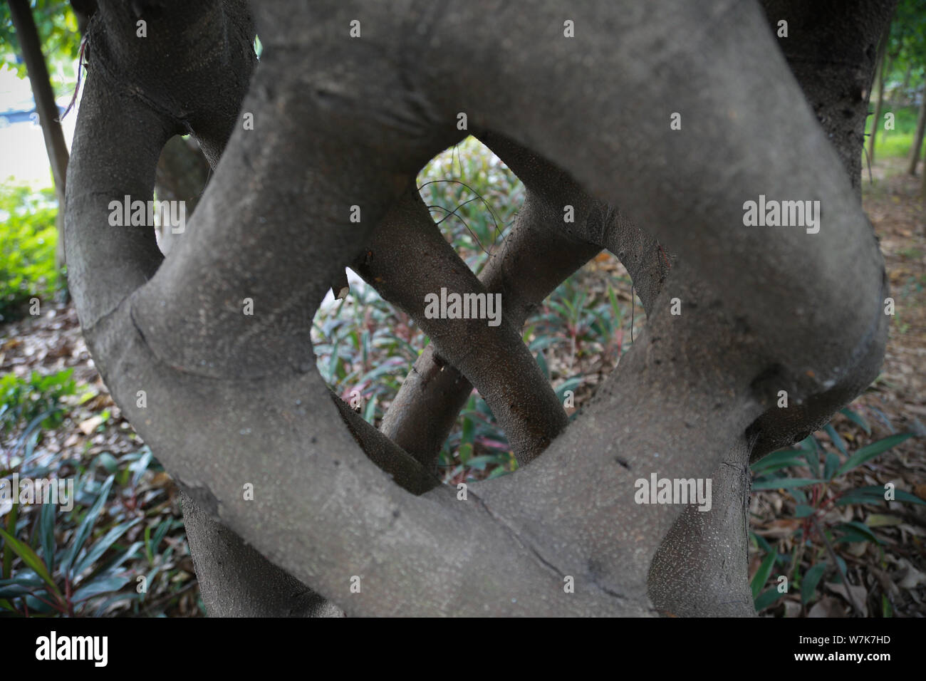 Mahua trees hi-res stock photography and images - Alamy