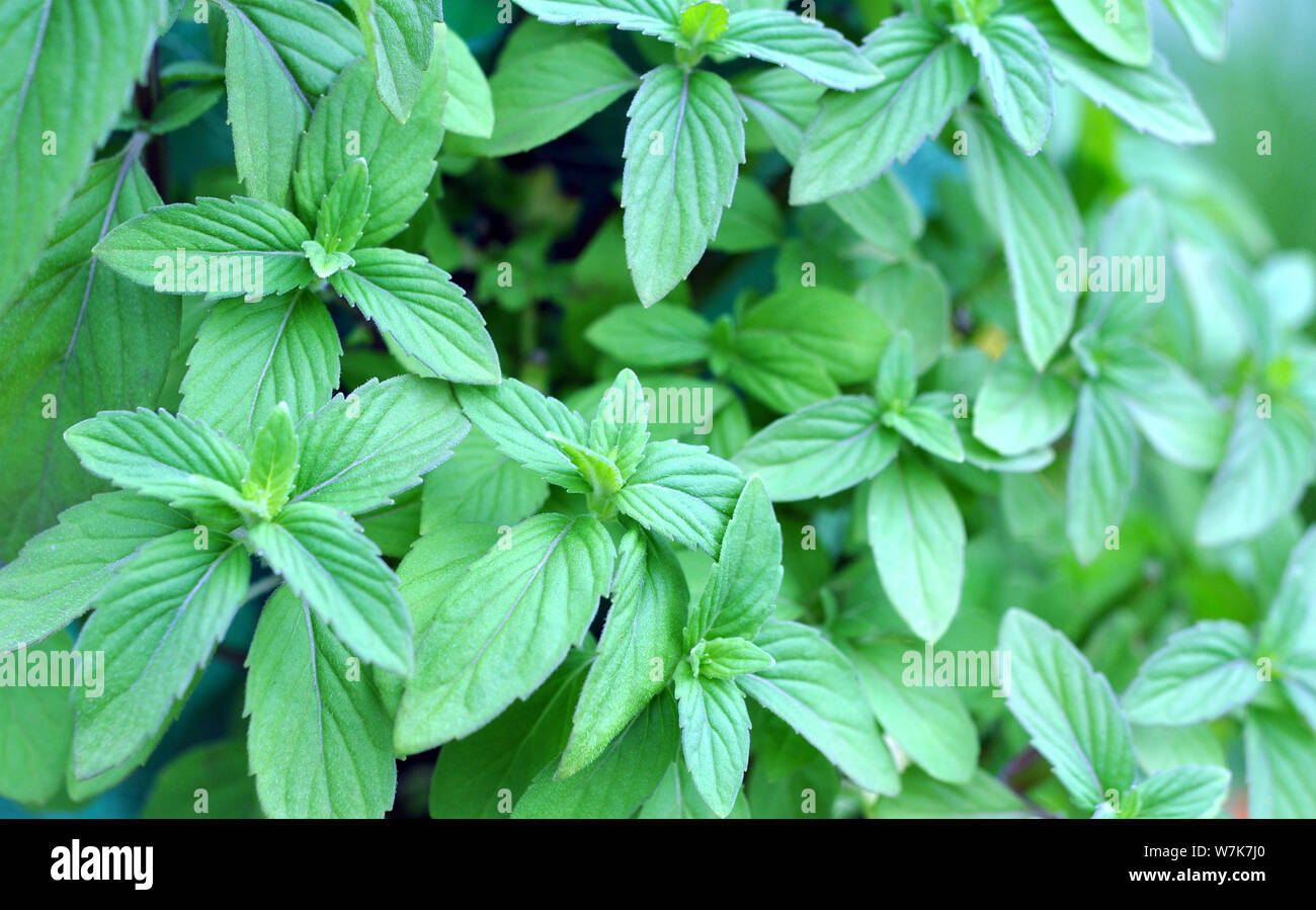 organic spicy mint trees in garden Stock Photo - Alamy