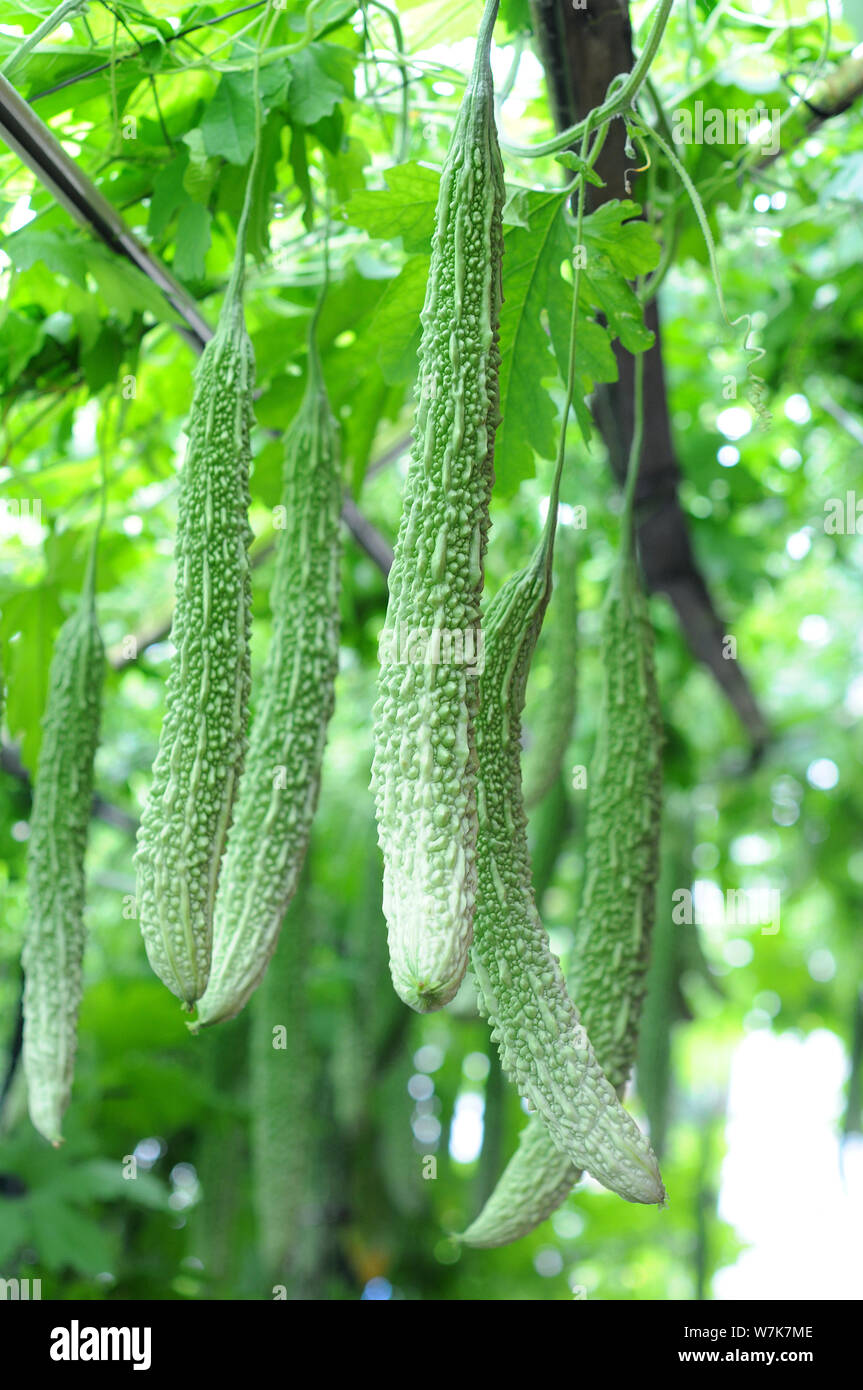 many bitter melons on its tree in garden Stock Photo - Alamy
