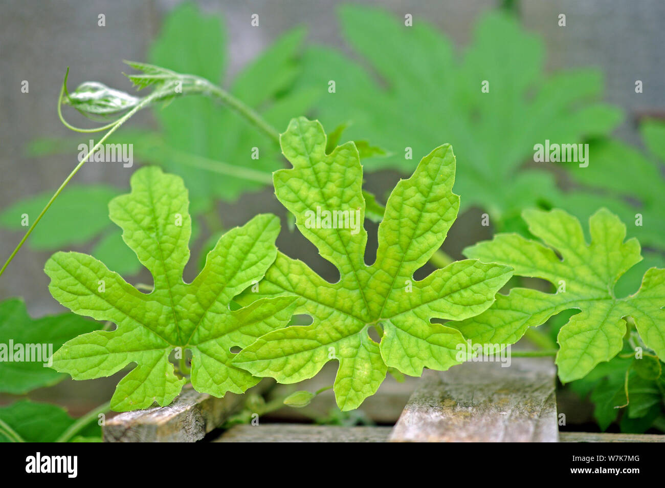 Old field balsam hi-res stock photography and images - Alamy