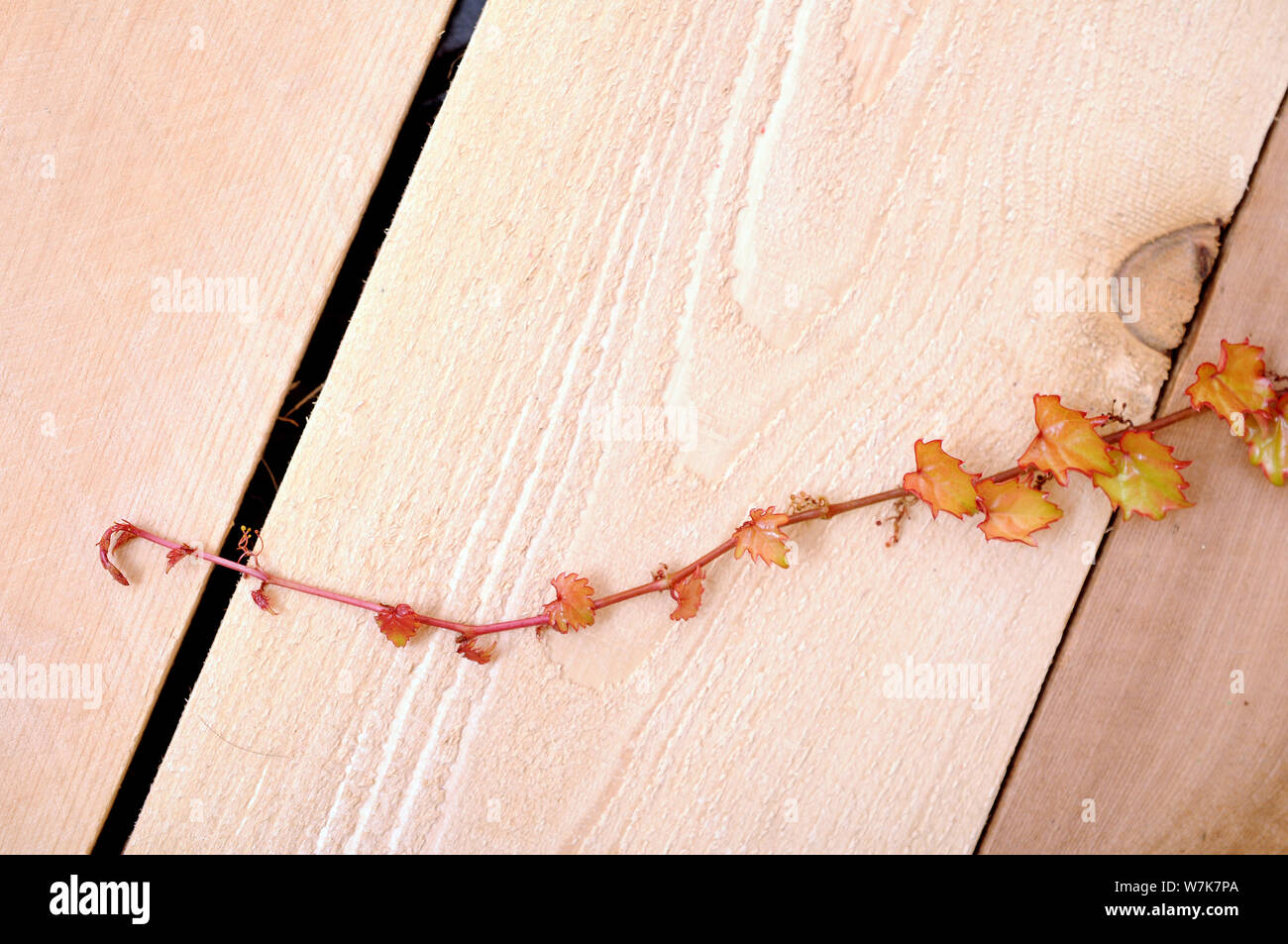 fall leaves reaching on wooden fence Stock Photo - Alamy