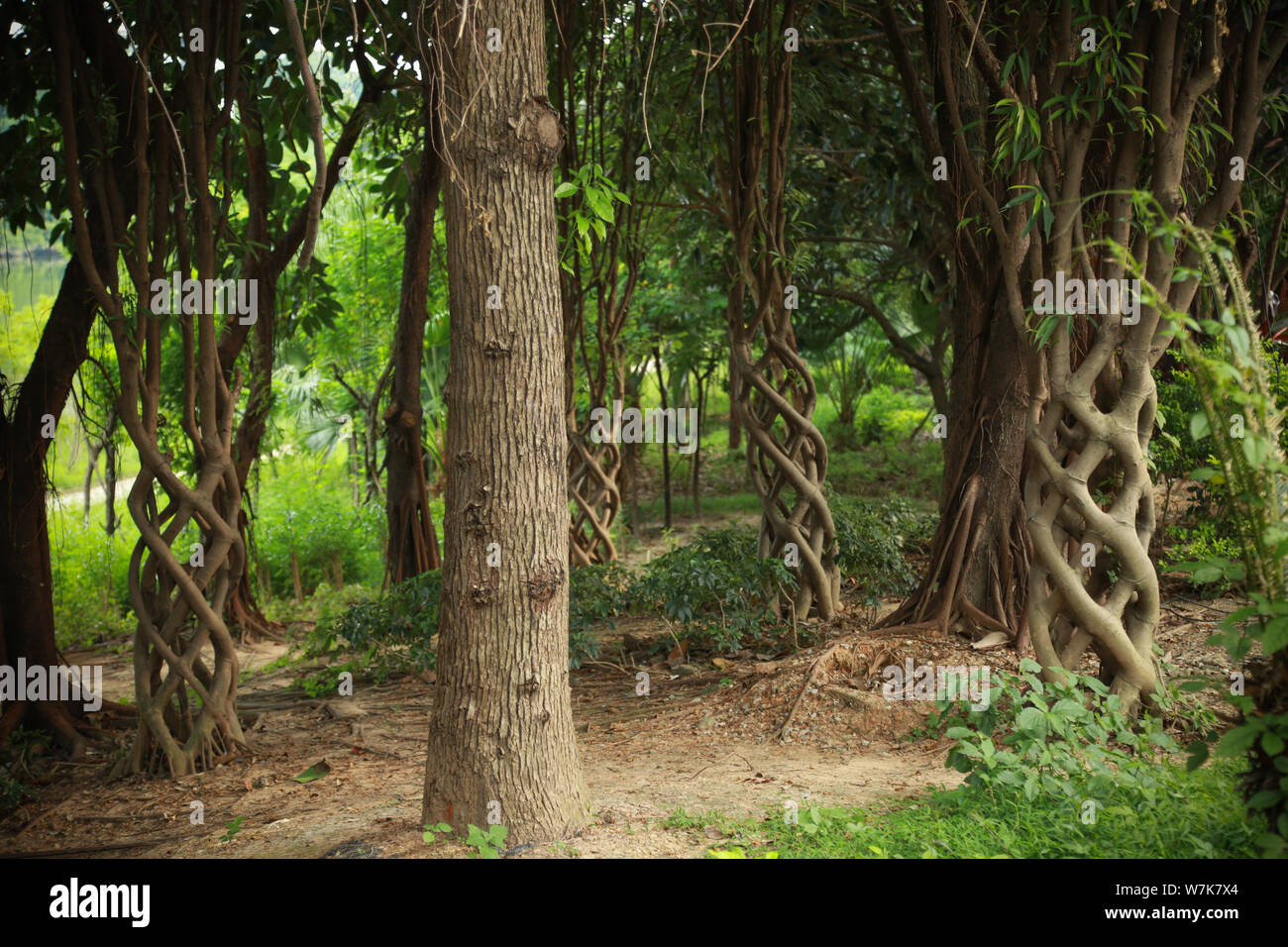 Mahua hi-res stock photography and images - Alamy