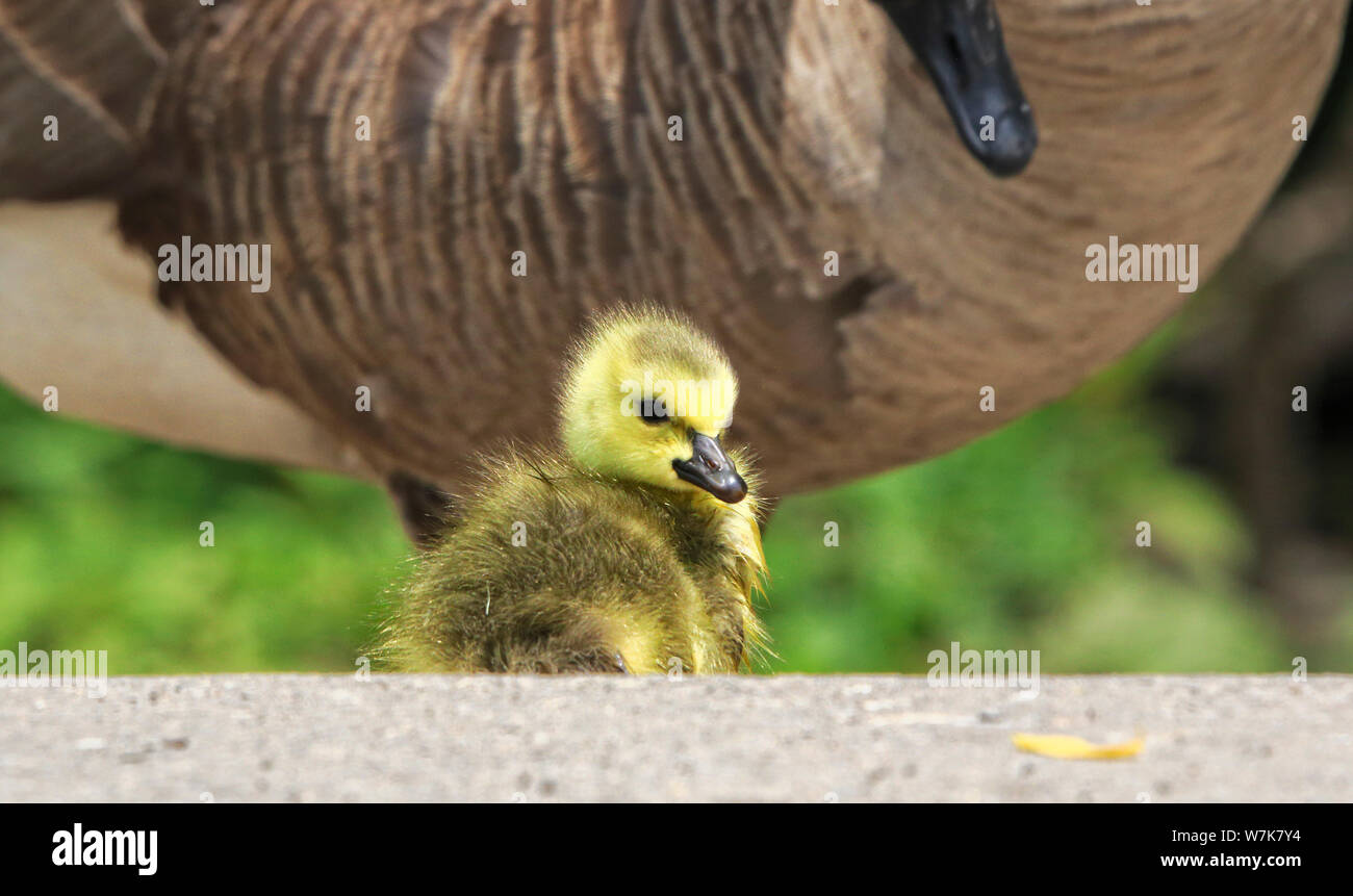 Canada goose gosling hi-res stock photography and images - Alamy