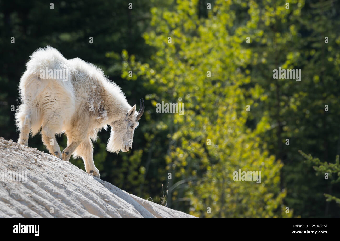 Mountain goat in the wild Stock Photo - Alamy