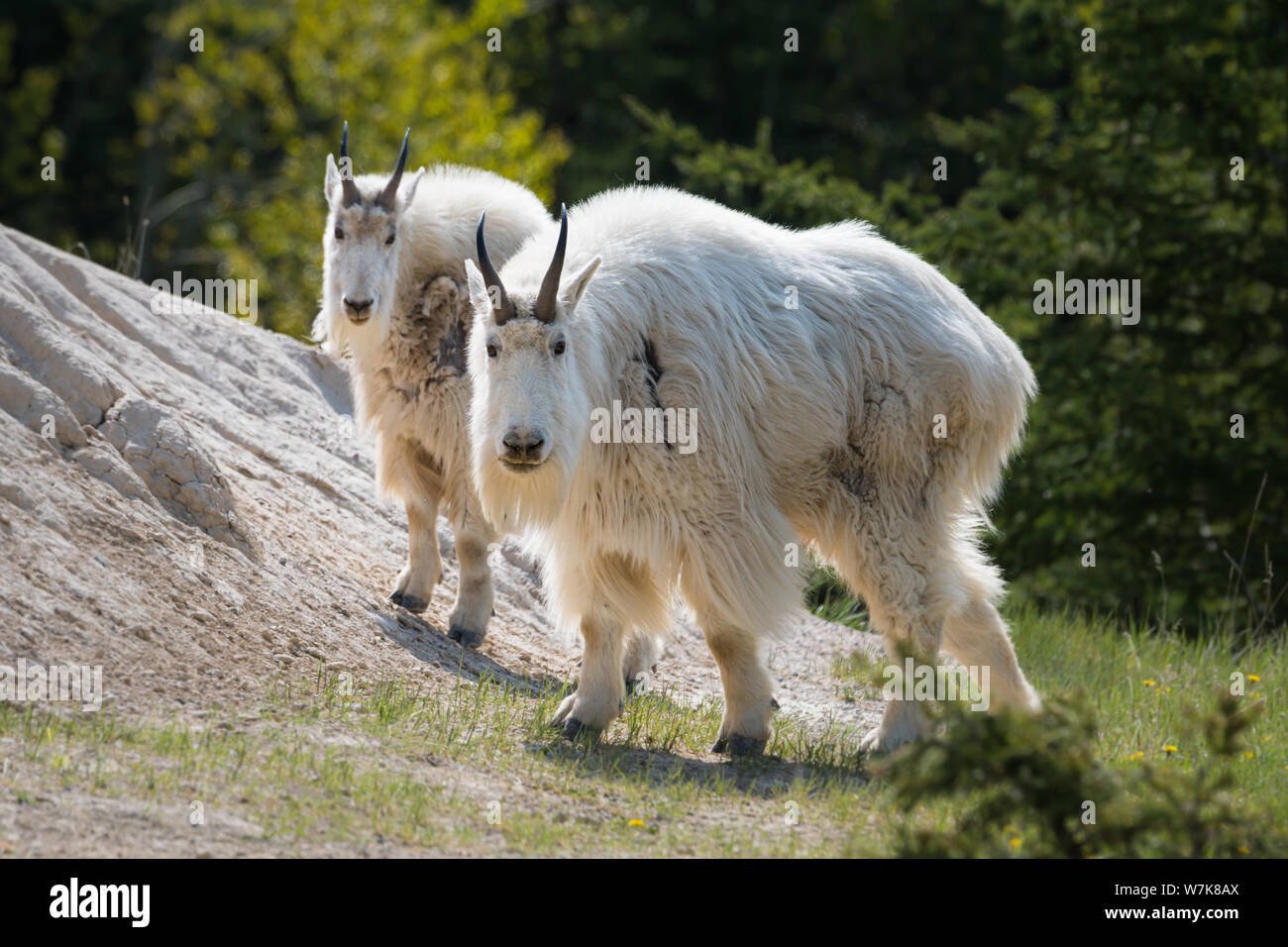 Mountain goat in the wild Stock Photo - Alamy