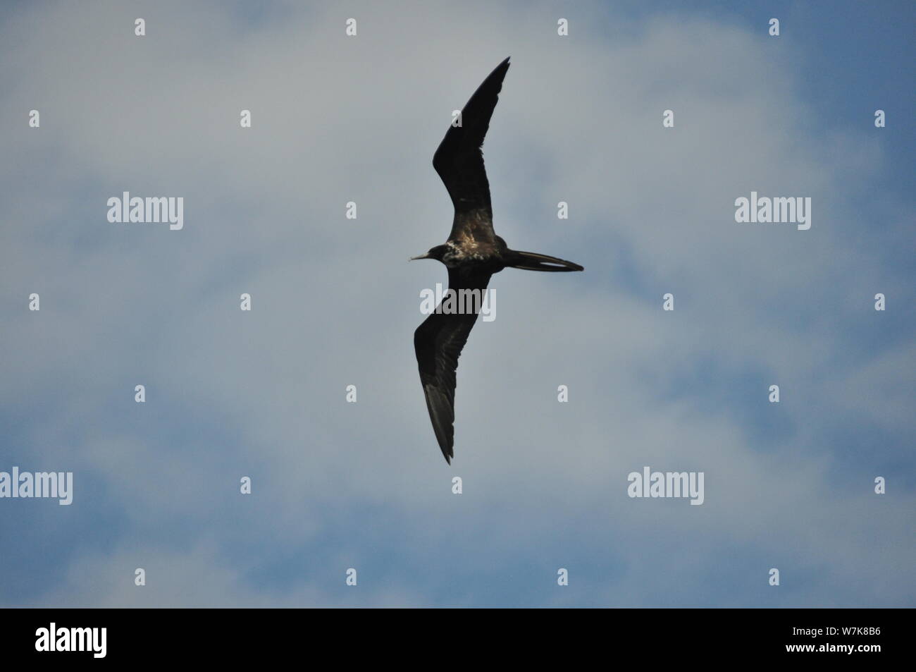 Frigate, a bird with a long tail floating in the air against the sky ...