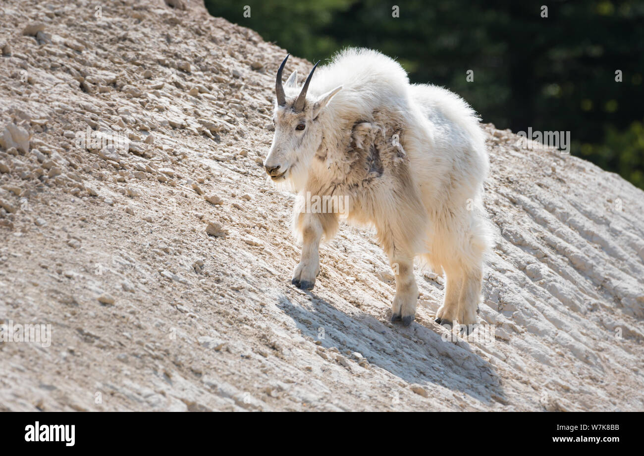 Mountain goat in the wild Stock Photo - Alamy