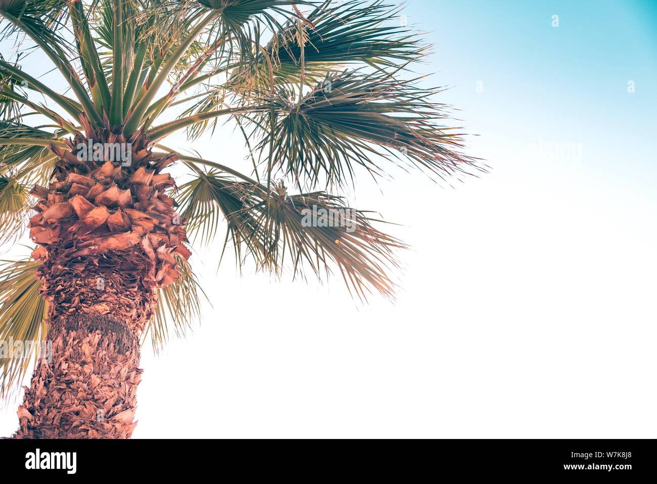 Upward view of a palm tree under the summer sun light Stock Photo - Alamy