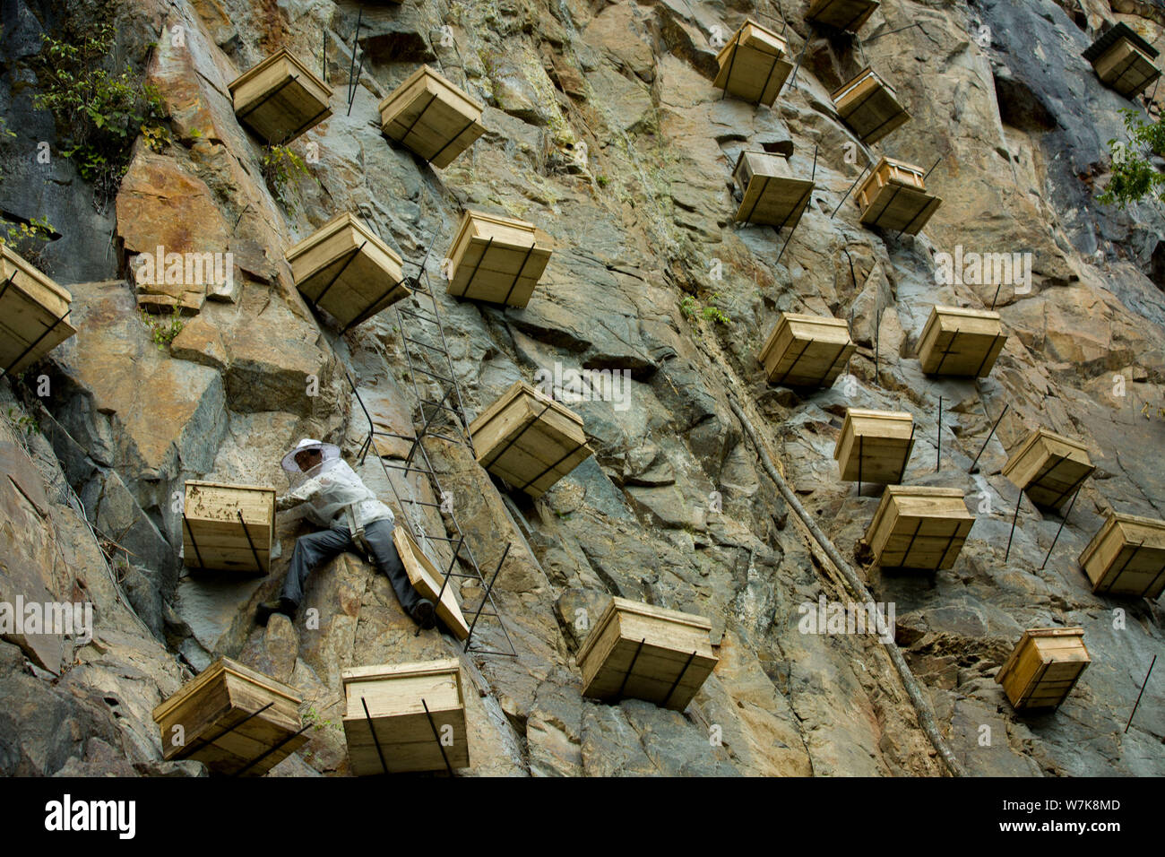 A beekeeper climbs a steep cliff of a mountain to collect honey from ...
