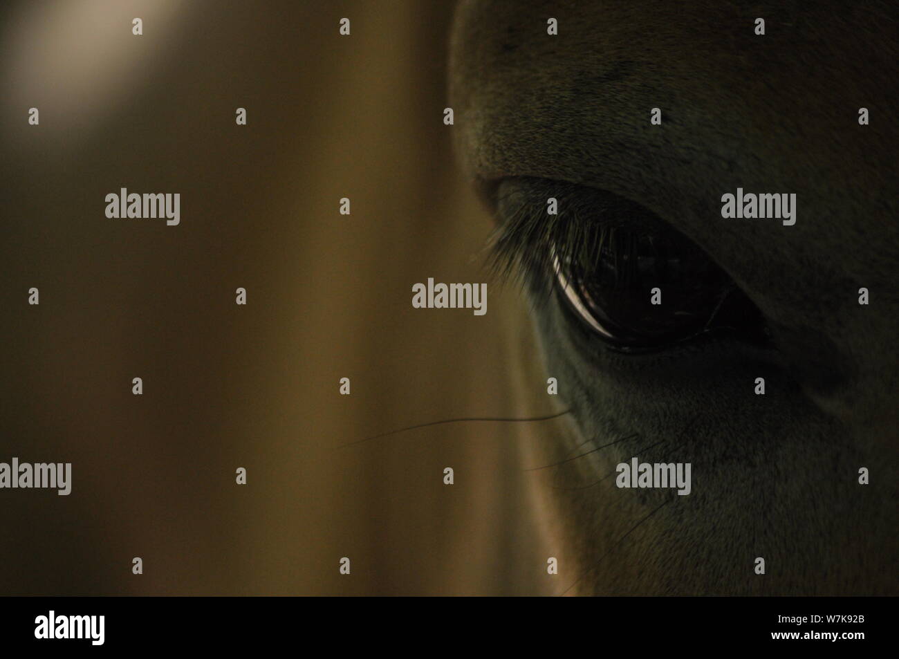 Look wild horse Stock Photo - Alamy