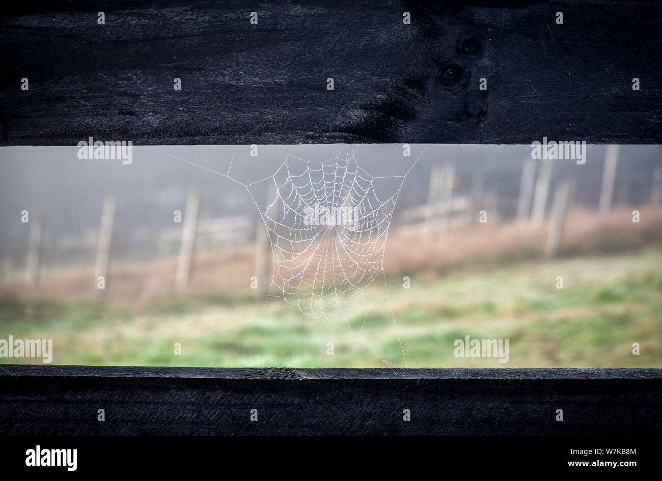 Spider web on a fence of a vineyard Stock Photo - Alamy