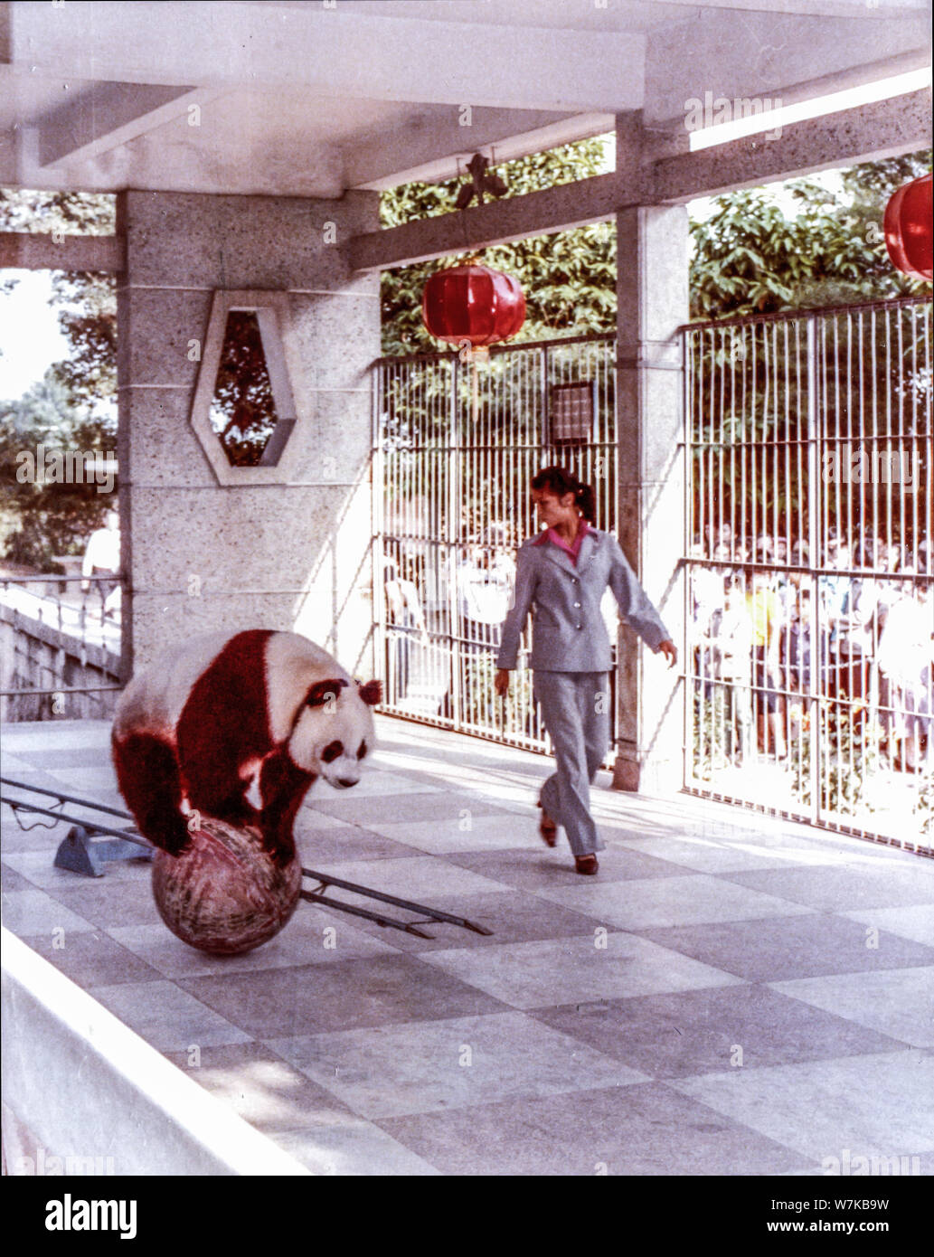 --FILE--Basi, the world's oldest giant panda, who died at the age of 37 ...