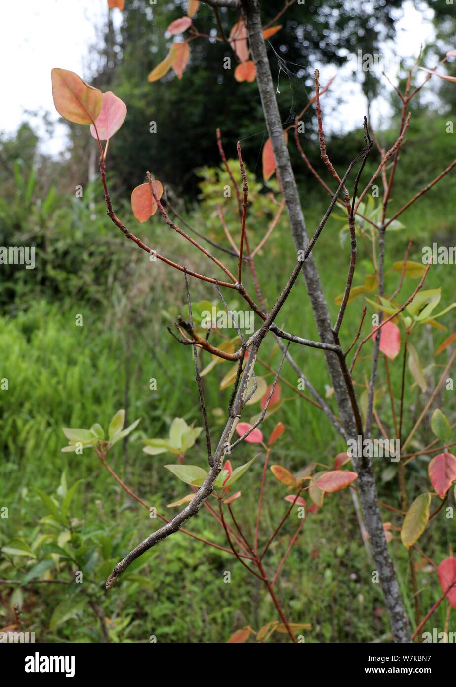 --FILE--The world's longest insect, a stick insect measuring 640 ...