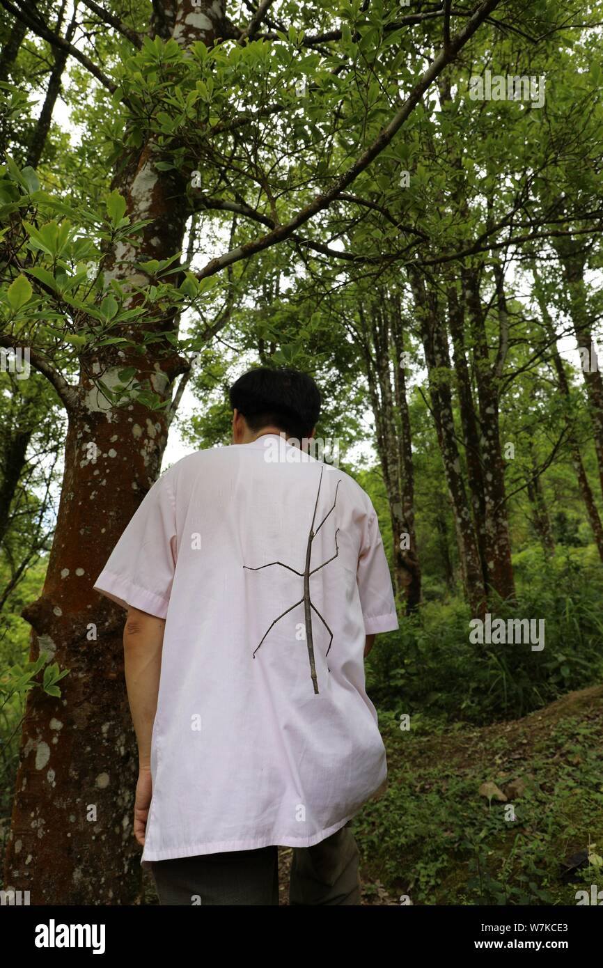 --FILE--The world's longest insect, a stick insect measuring 640 ...