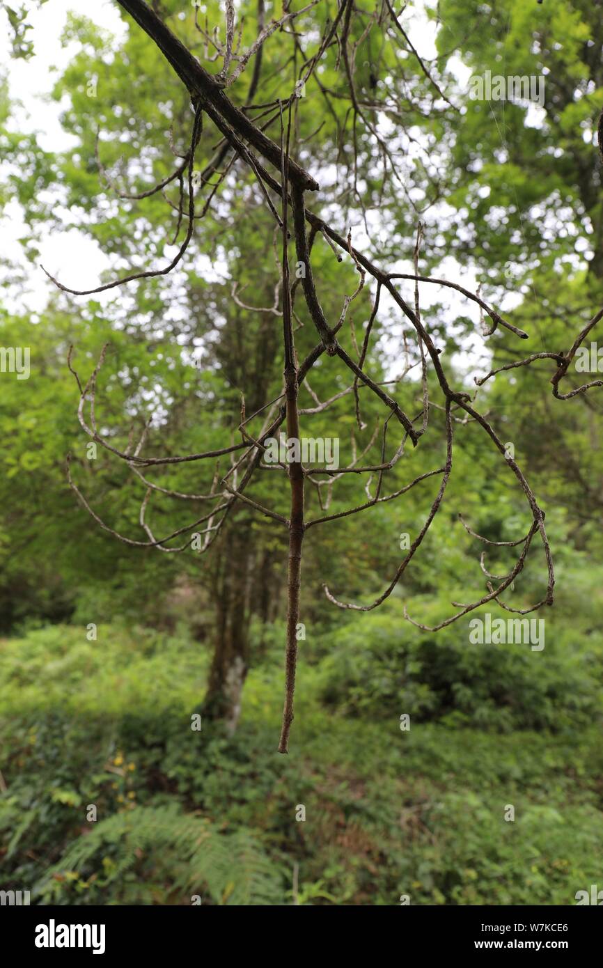 --FILE--The world's longest insect, a stick insect measuring 640 ...