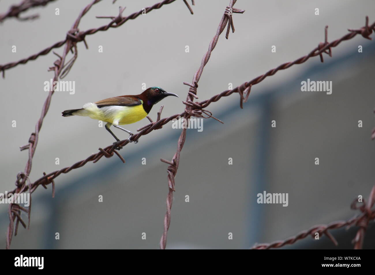 Nature and its beautiful creatures Stock Photo - Alamy