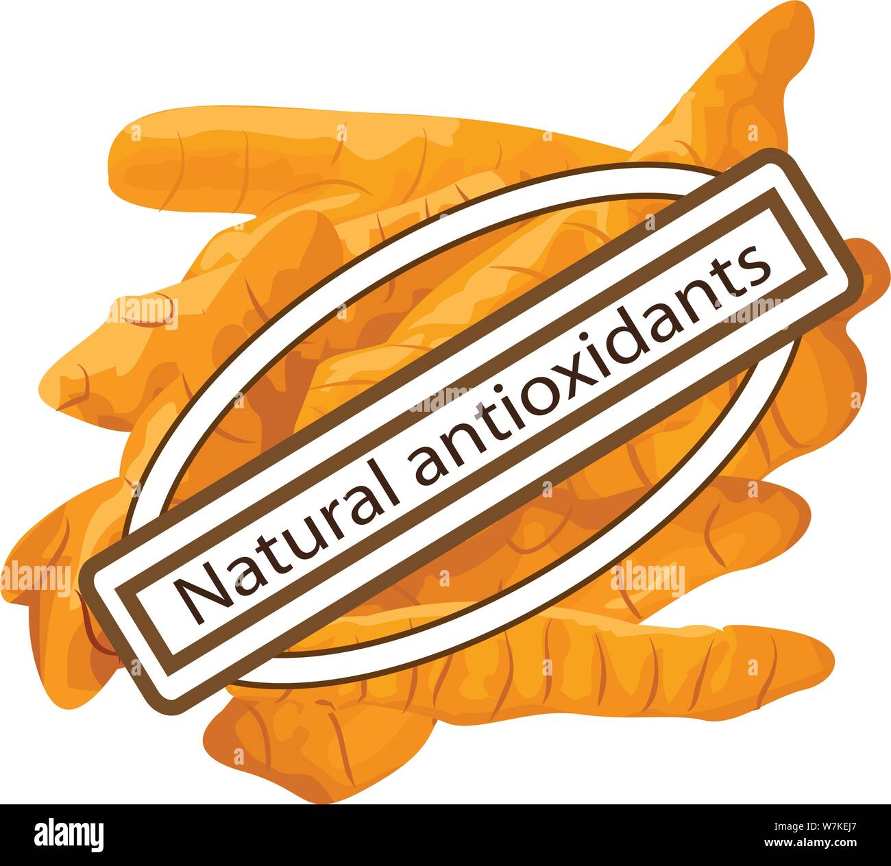 natural antioxidant turmeric spice vector illustration on a white ...