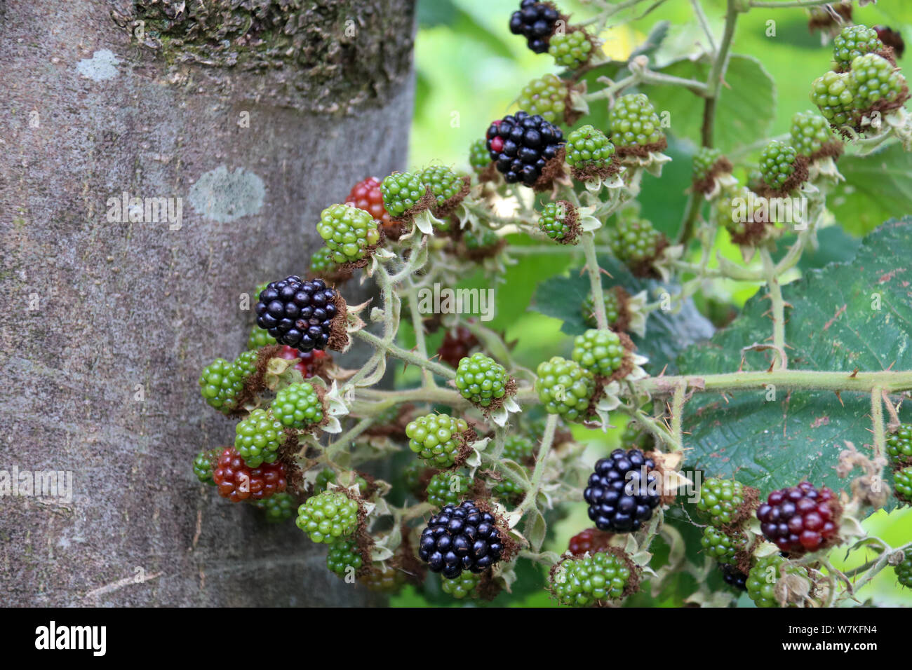 Green and black bramble berries on bush Stock Photo - Alamy