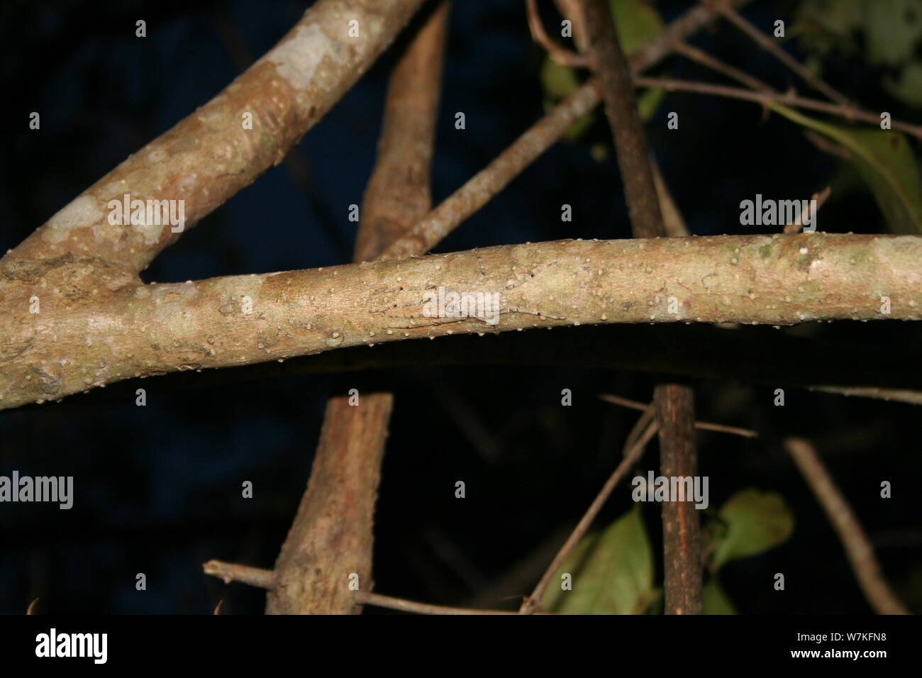Camouflaged tree spider on branch Stock Photo - Alamy