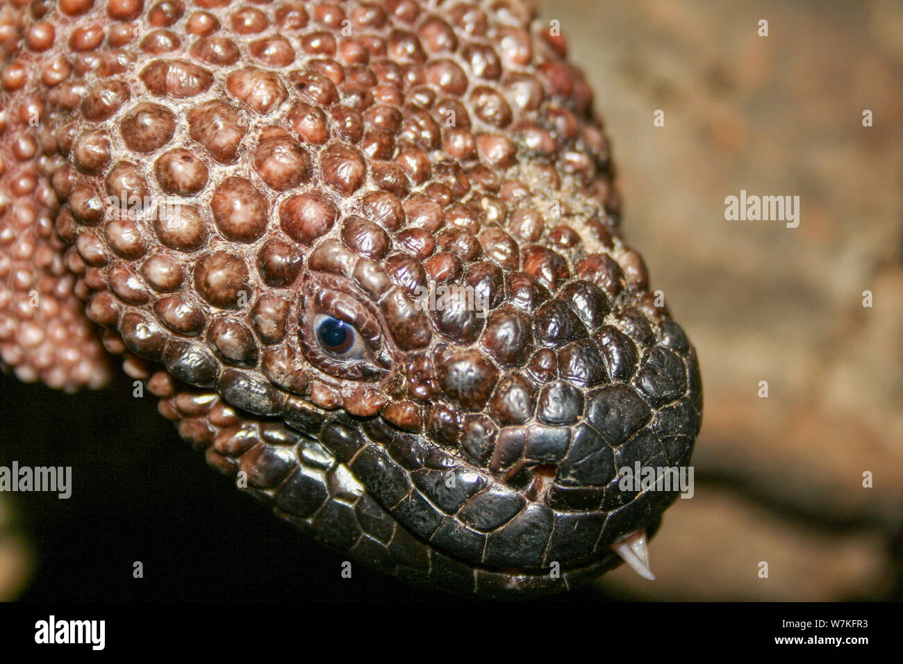 Beaded lizard hi-res stock photography and images - Alamy