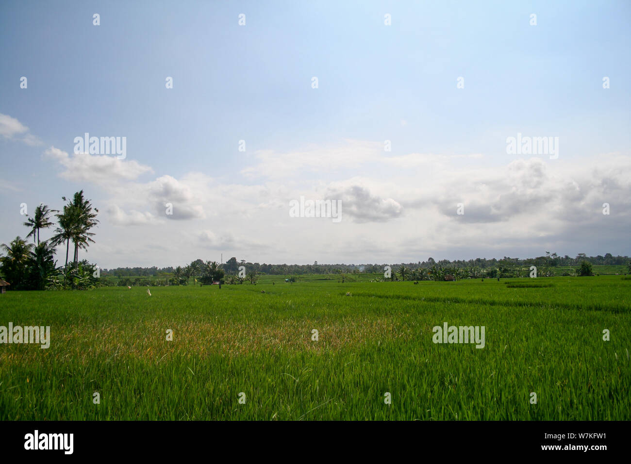 Large rice field in Bali Indonesia Stock Photo - Alamy