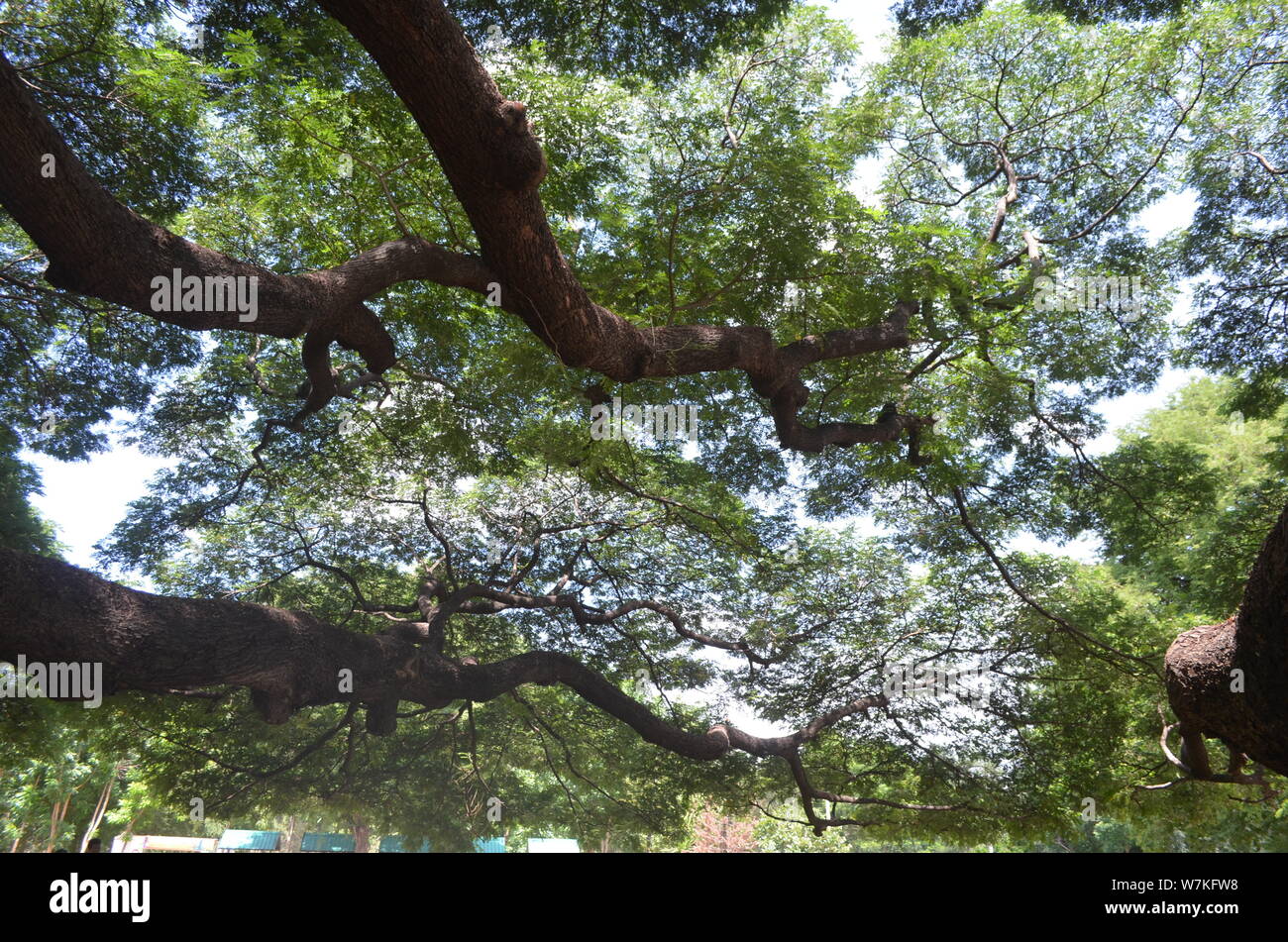 Monkey pod tree hi-res stock photography and images - Alamy
