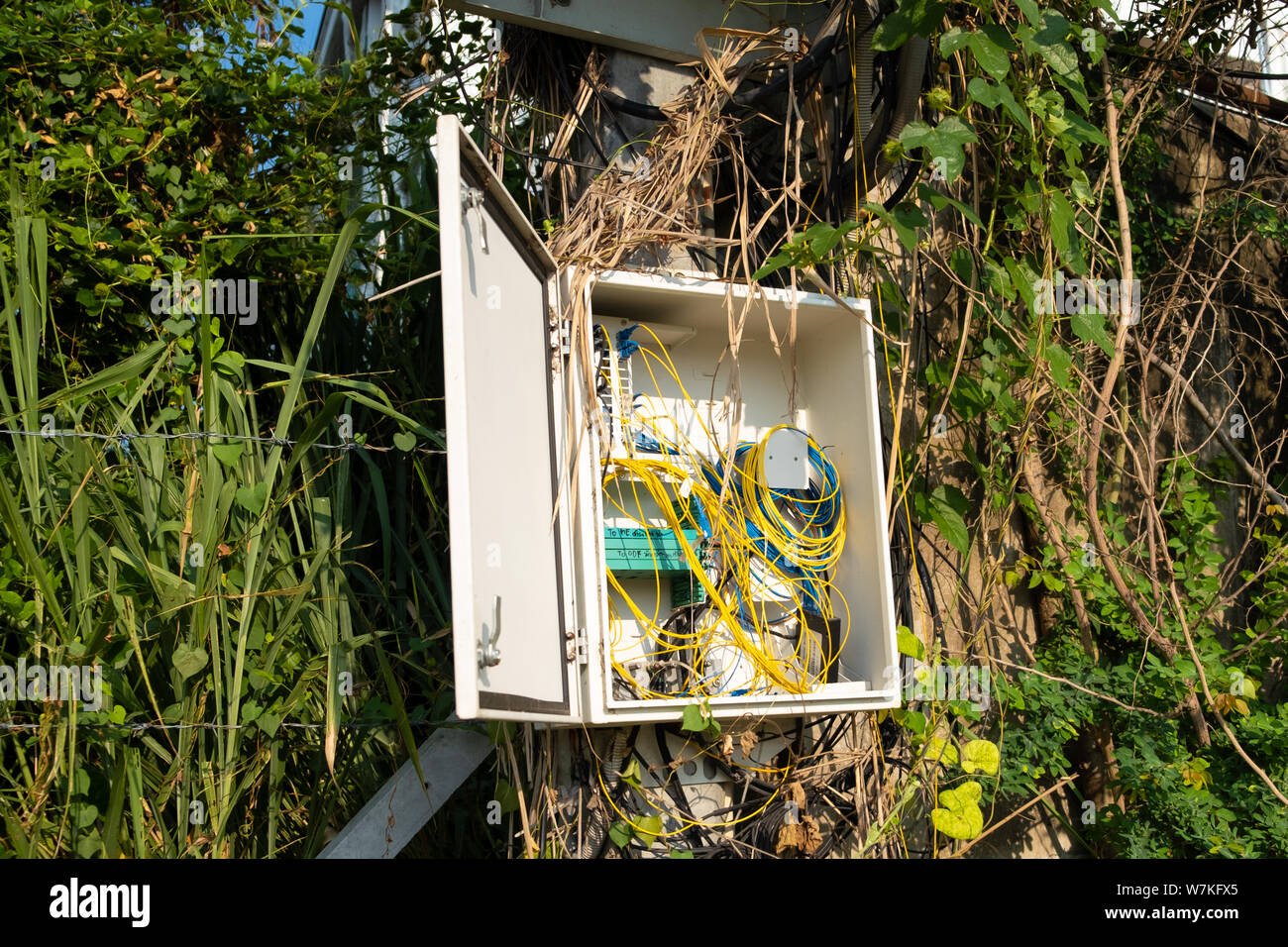 Electrical wire and cable Installing confusion of electricity on a tree ...