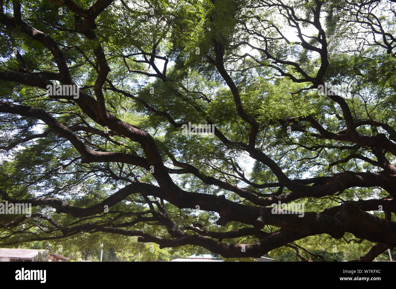 Monkey pod tree hi-res stock photography and images - Alamy