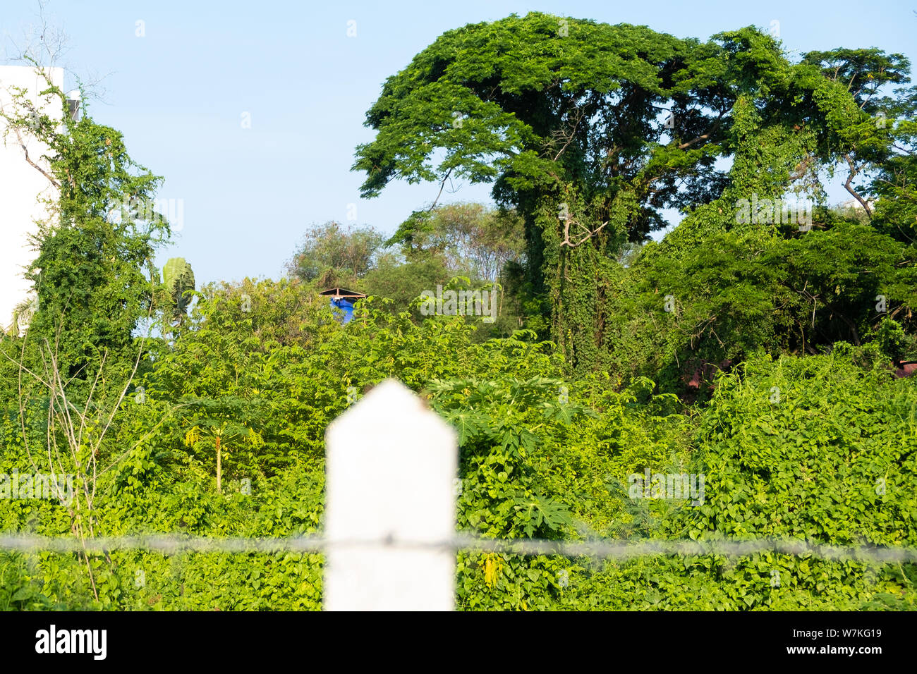 Green tree behind barbed wire grid fence, sunny landscape with blue ...