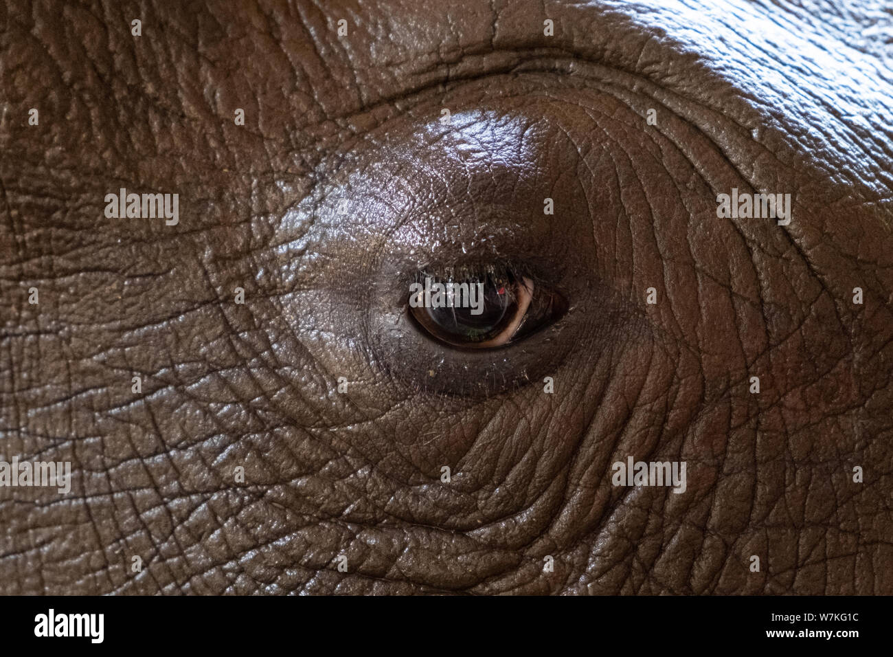Eye Rhino. Texture. Concept of animals in the zoo Stock Photo - Alamy
