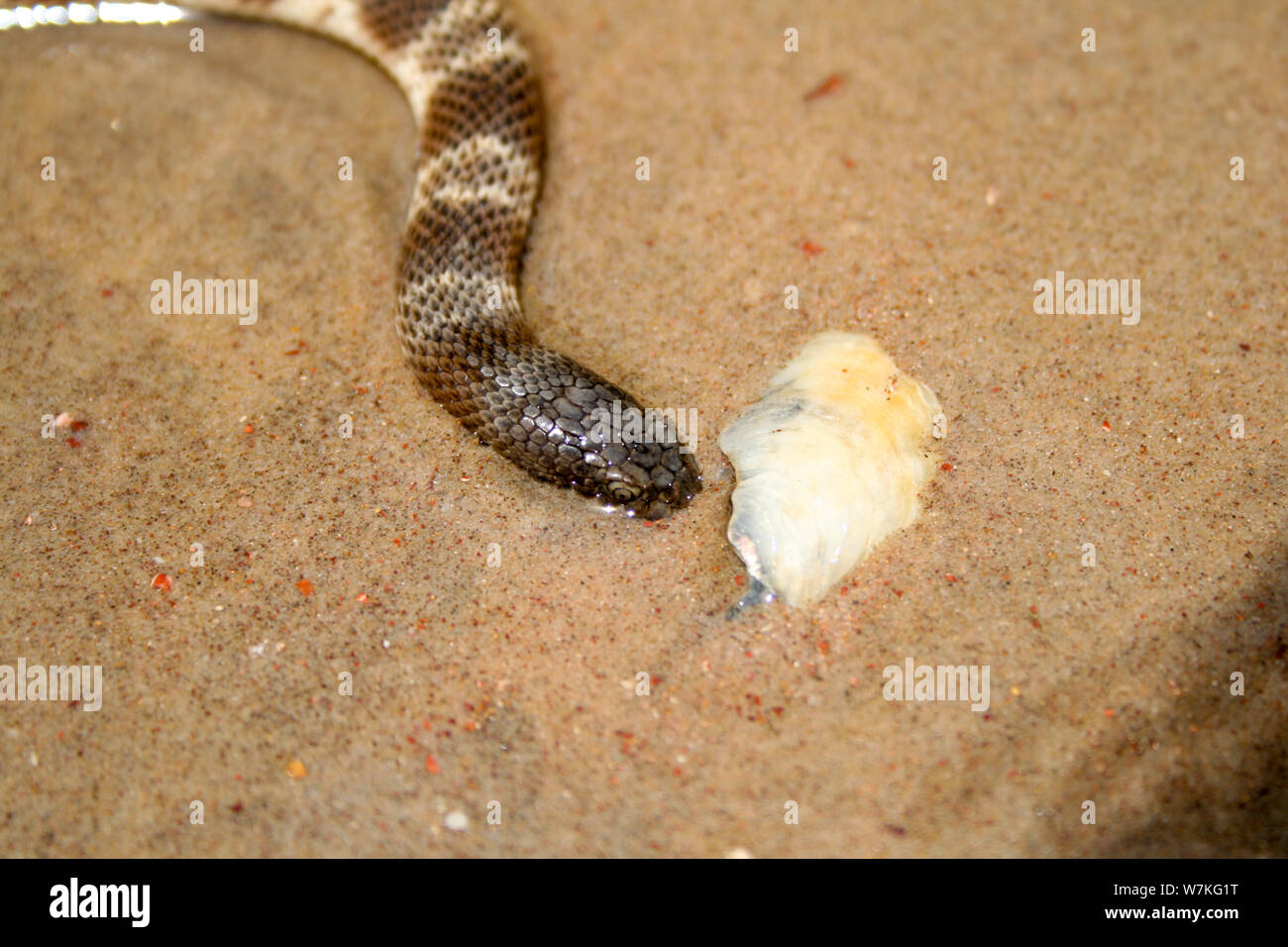Sea snake on Australian beach Stock Photo - Alamy