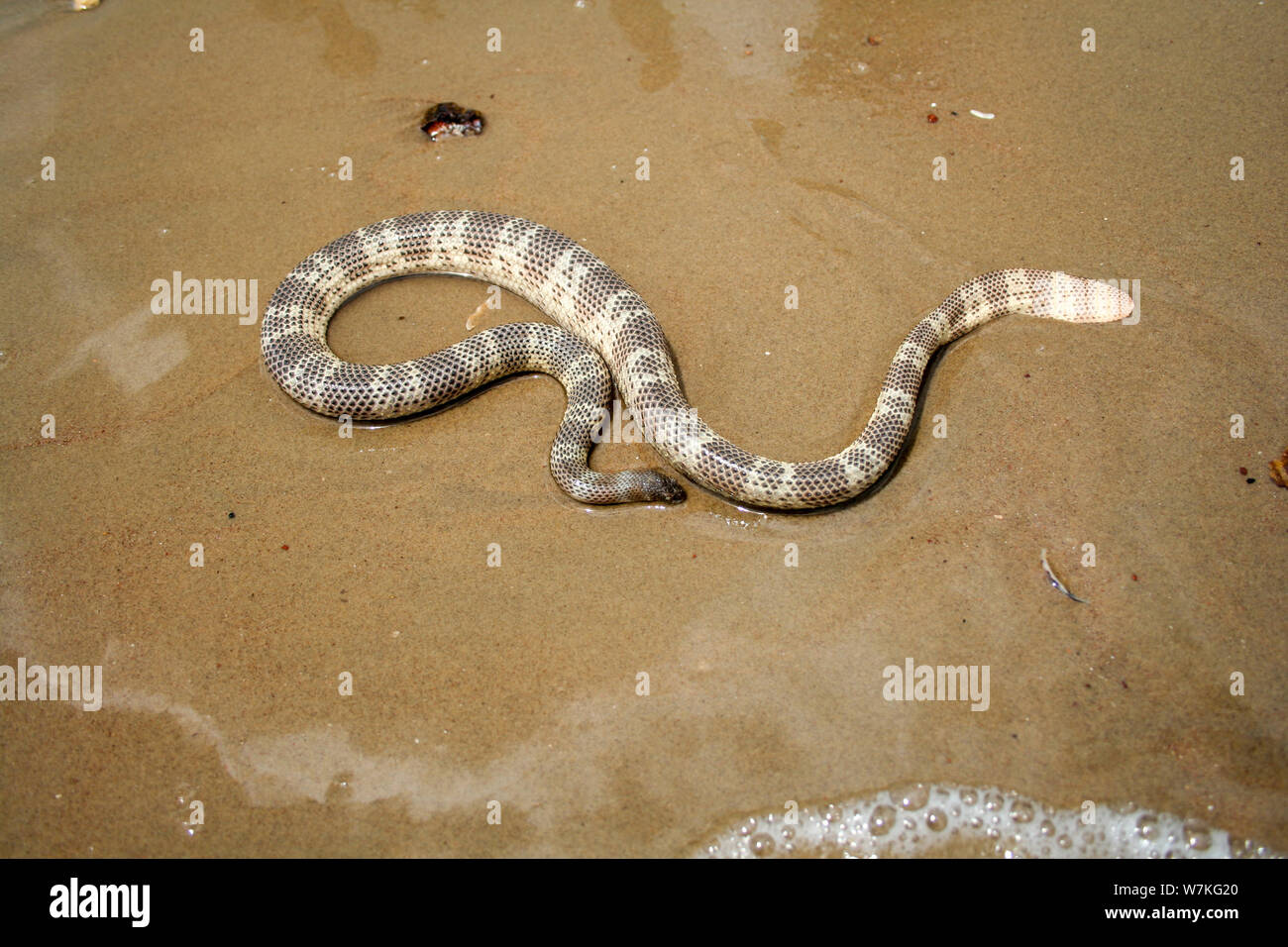 Sea snake on Australian beach Stock Photo - Alamy