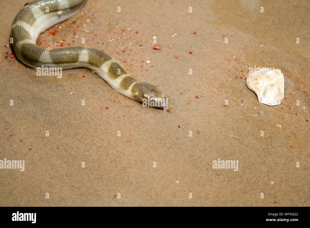 Sea snake on Australian beach Stock Photo - Alamy