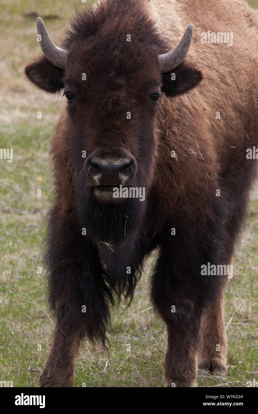 Buffalo staring at you Stock Photo - Alamy