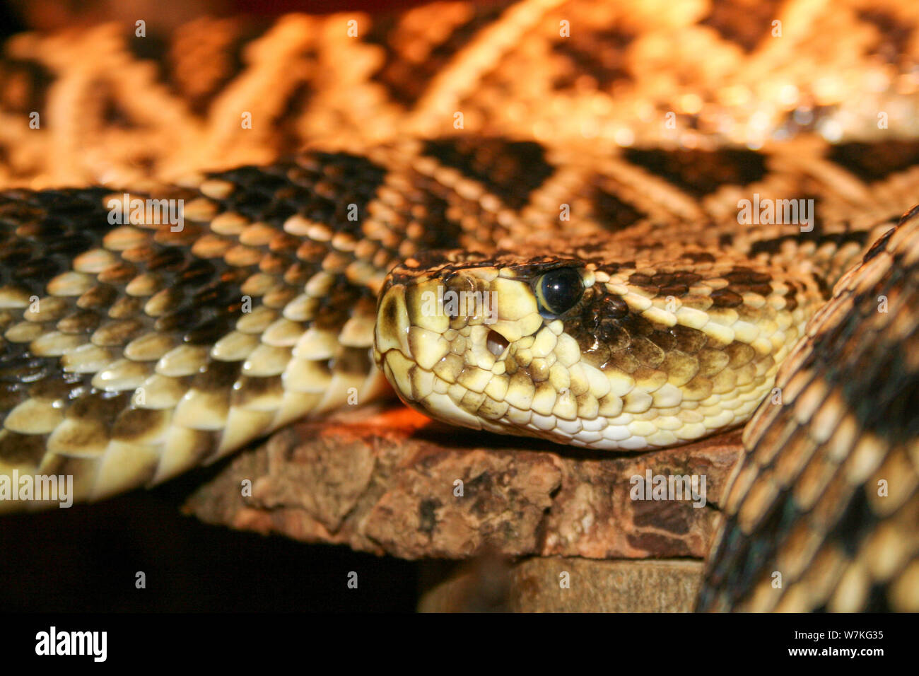 Diamondback snake fangs hi-res stock photography and images - Alamy