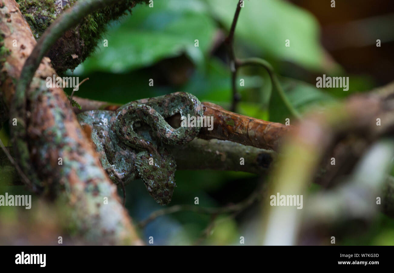 A poisonous snake curled up in a tree Stock Photo - Alamy