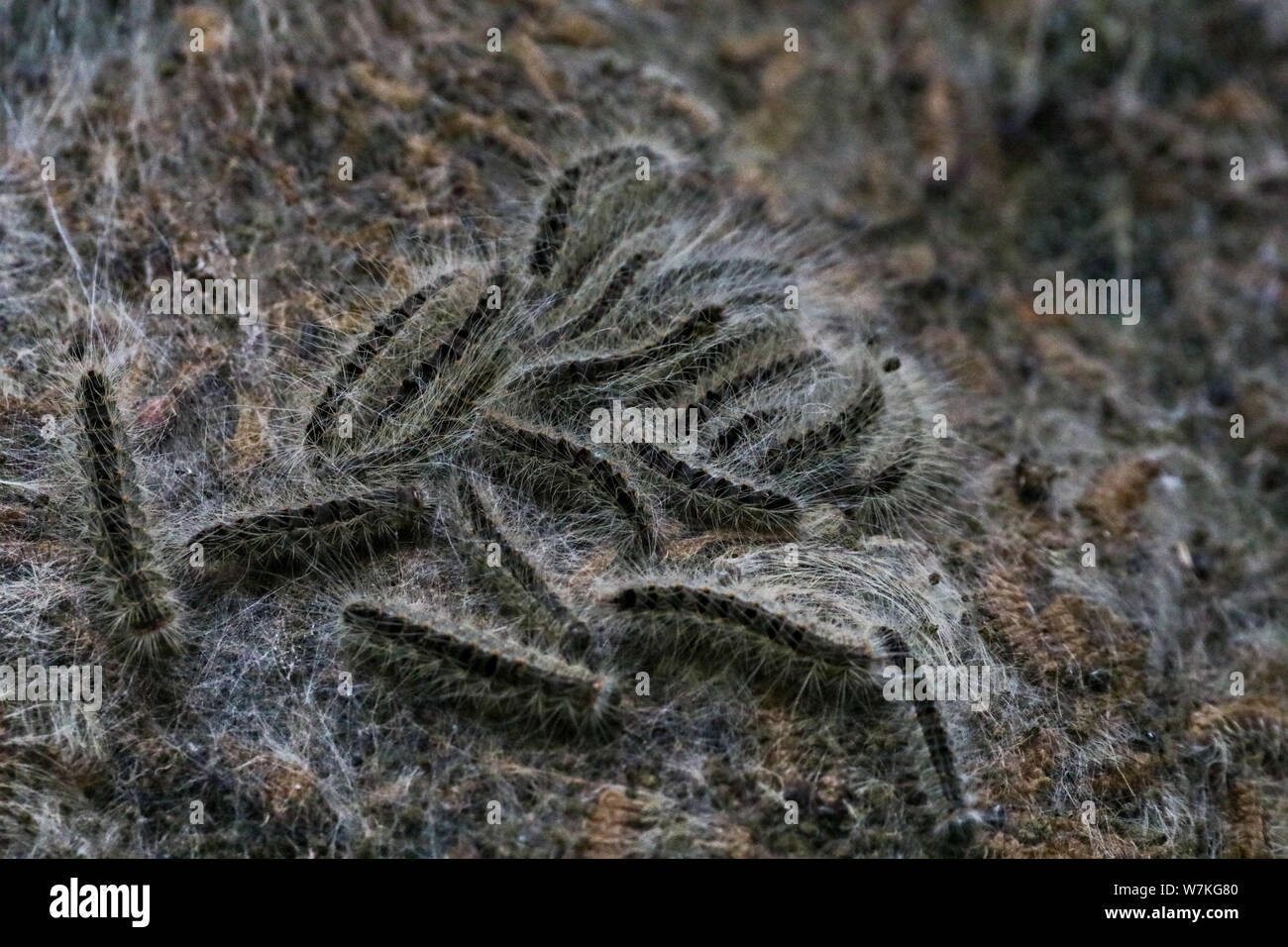 Oak Processionary Caterpillars on nest Stock Photo - Alamy