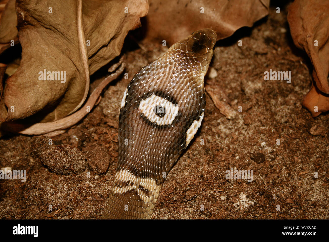 Cobra fangs hi-res stock photography and images - Alamy