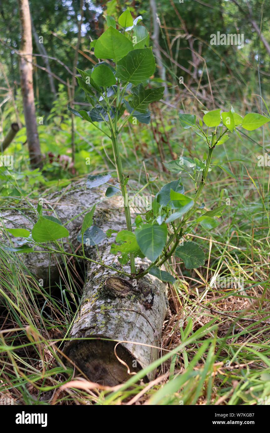 Branches sprouting hi-res stock photography and images - Alamy