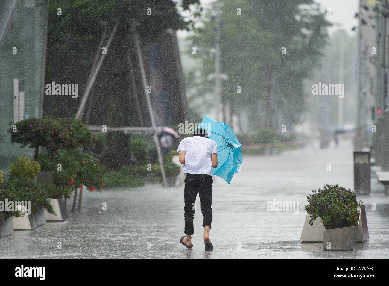 A pedestrian struggles with his umbrella in heavy rain and strong wind ...