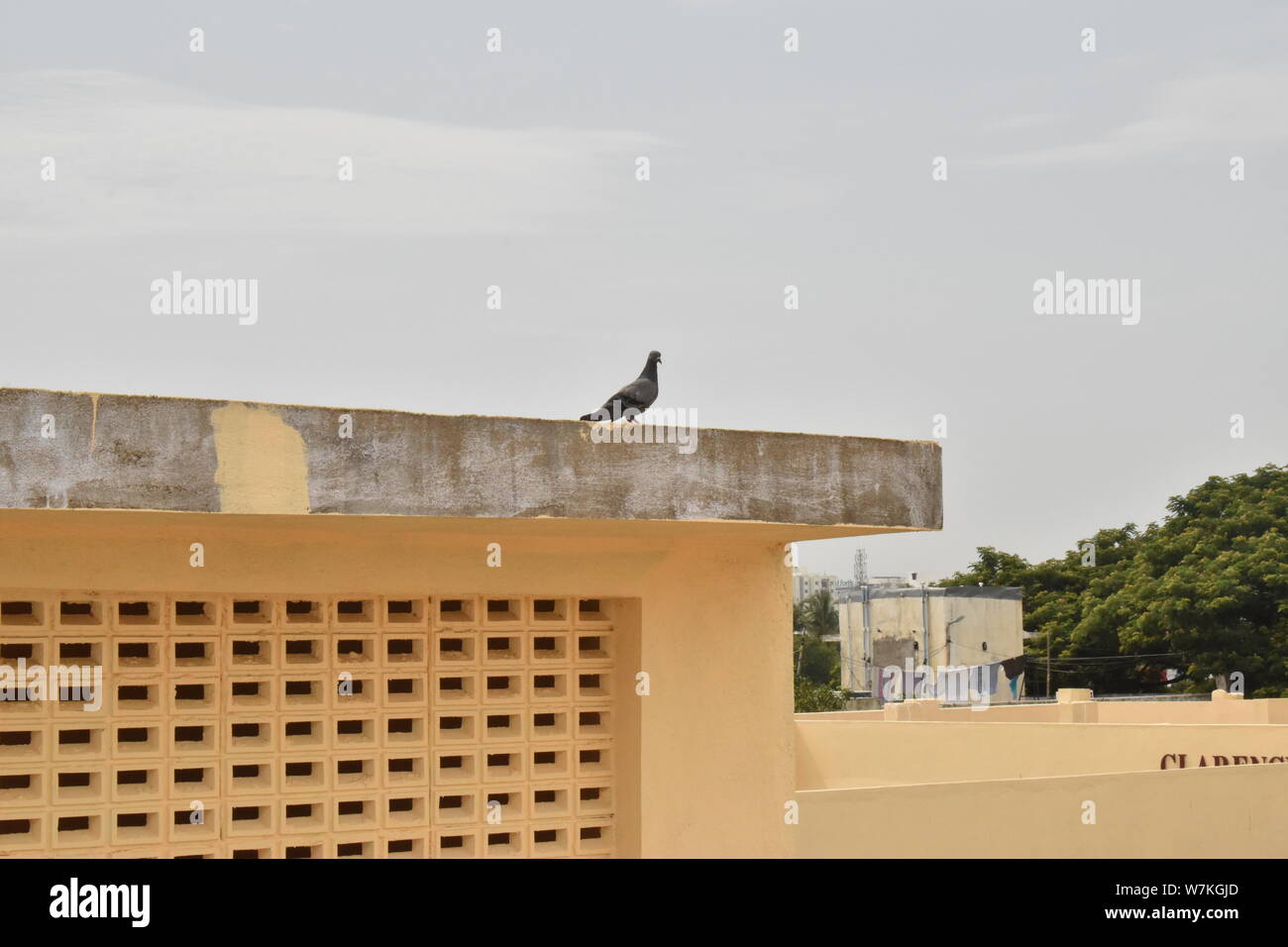 Pigeon building roosting hi-res stock photography and images - Alamy