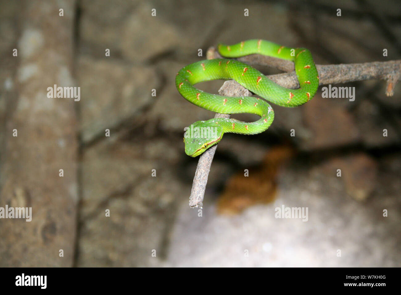 Waglers Temple Viper on branch Stock Photo - Alamy